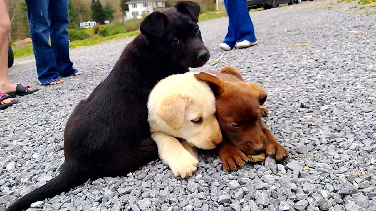 Cute dogs - part 105 (50 pics) | Amazing Creatures