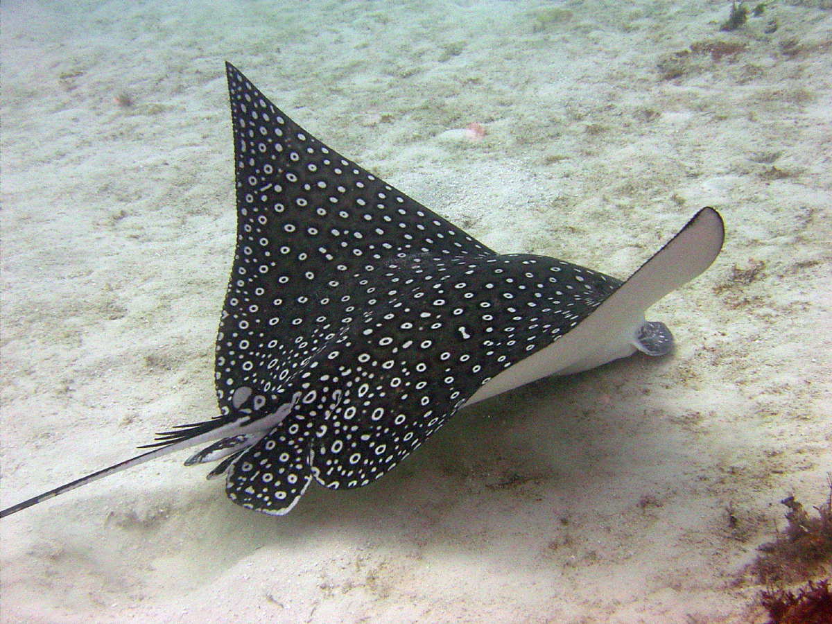 Eagle Ray - Fishes