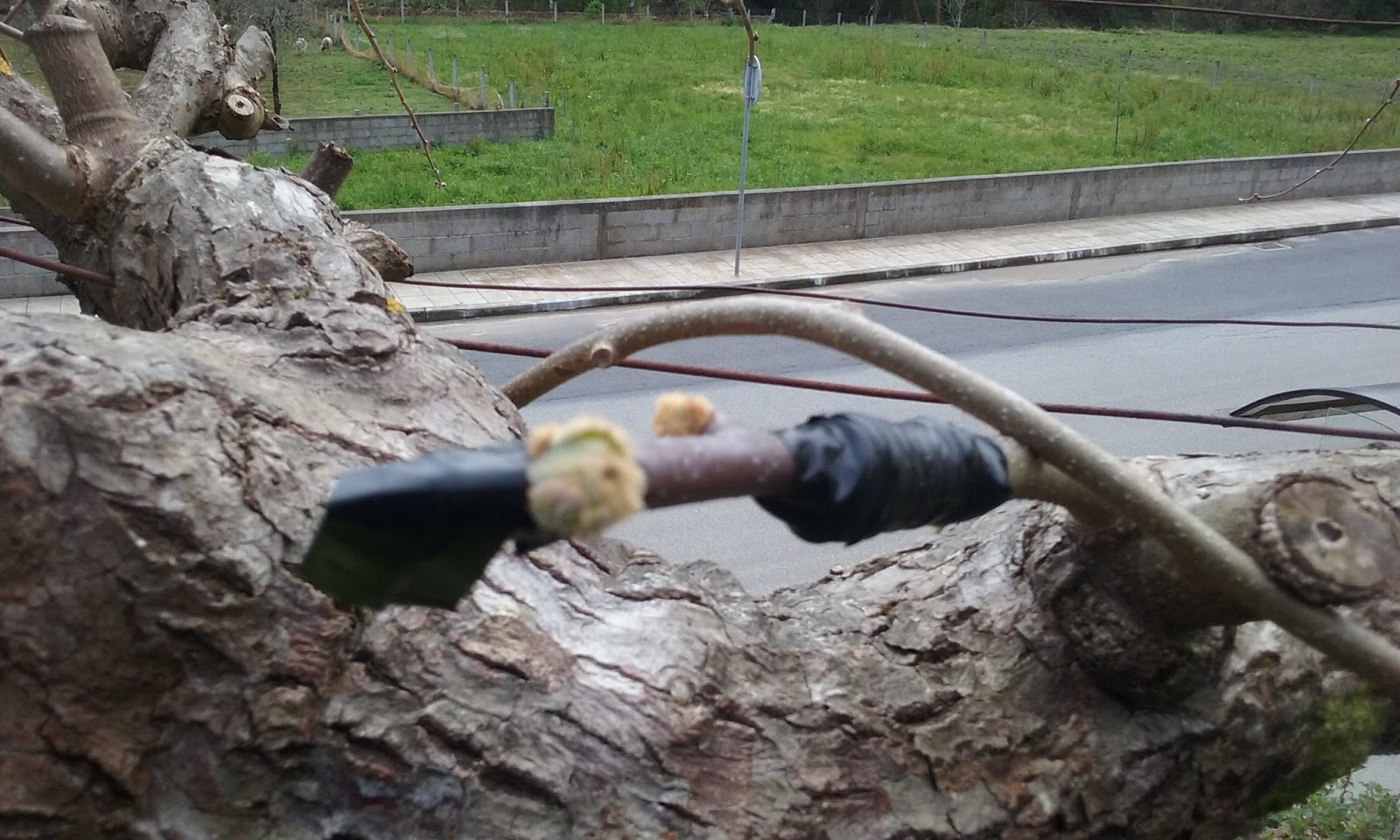 Enxertia em planta de kiwi