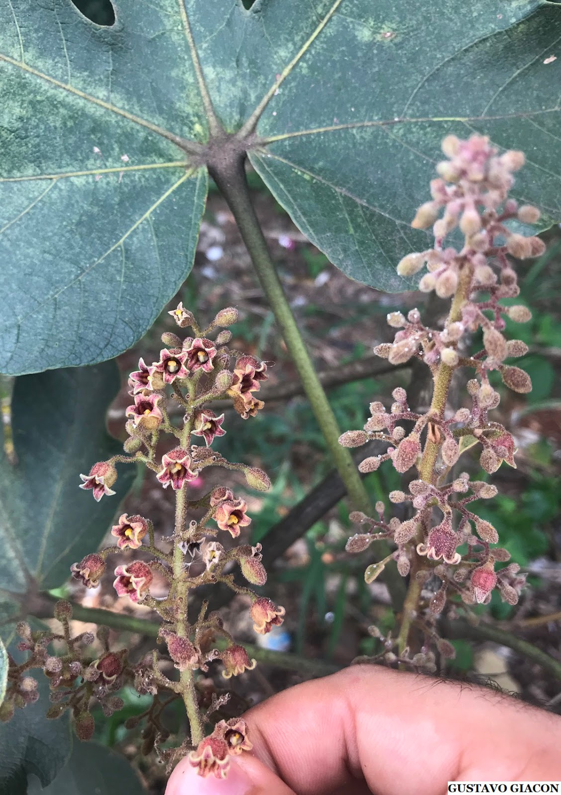 Viveiro Ciprest - Plantas Nativas e Exóticas: Chichá ou Xixá do Cerrado ...
