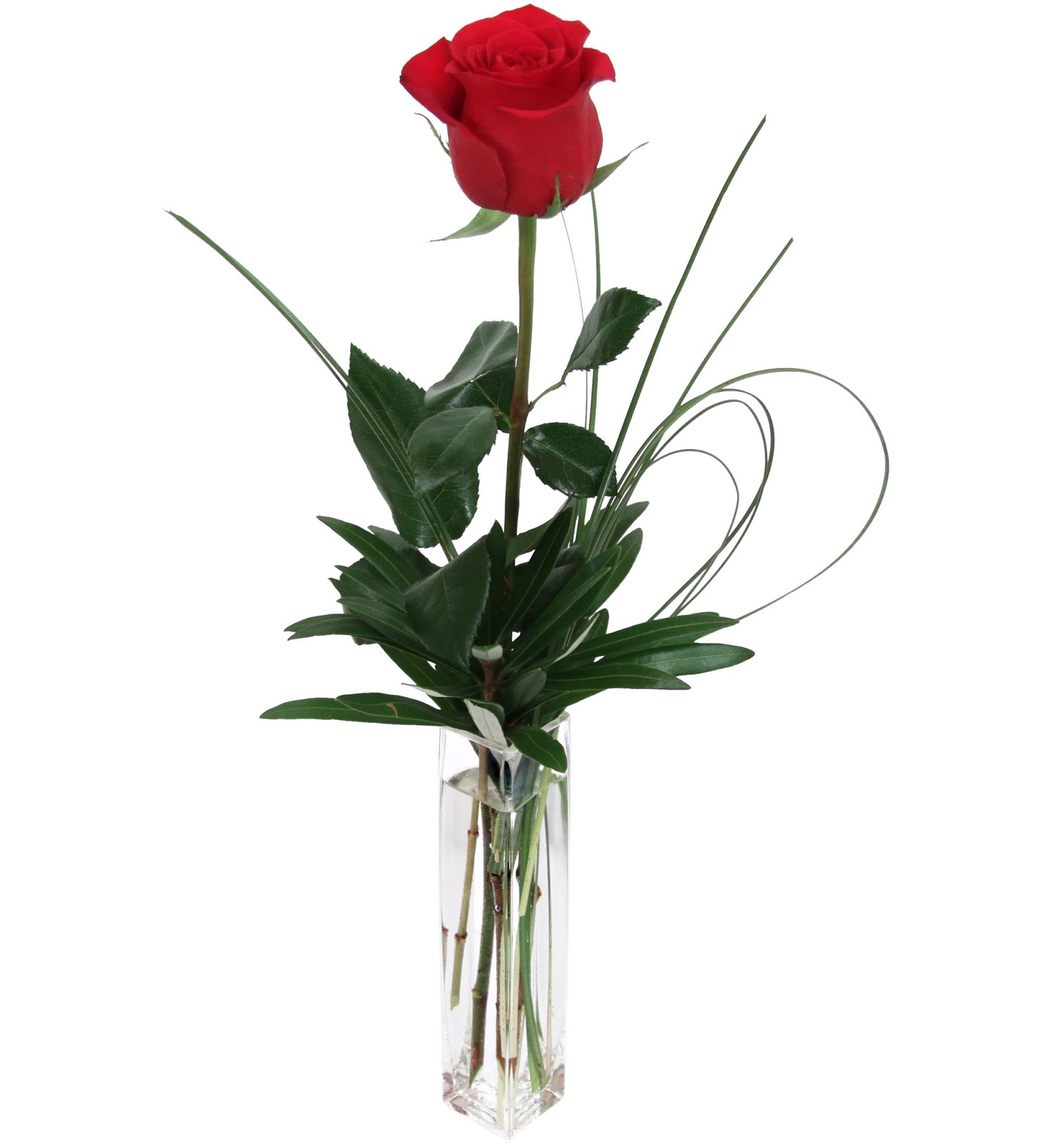 Suldog: Pointy The Poinsettia