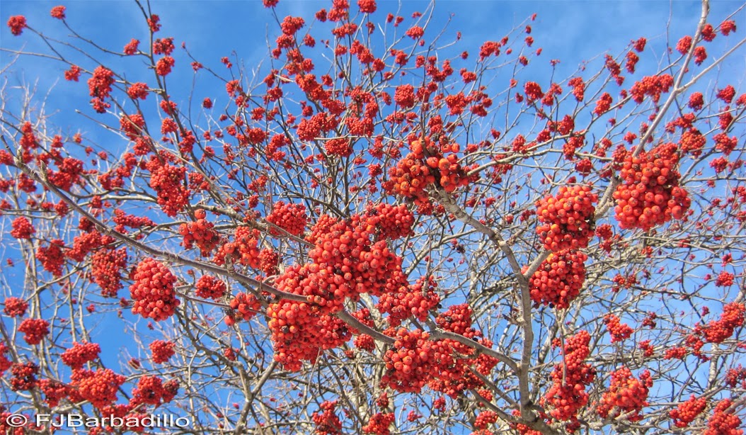 El último rincón: EL SERBAL, EL SORBITOL y LA INTOLERANCIA