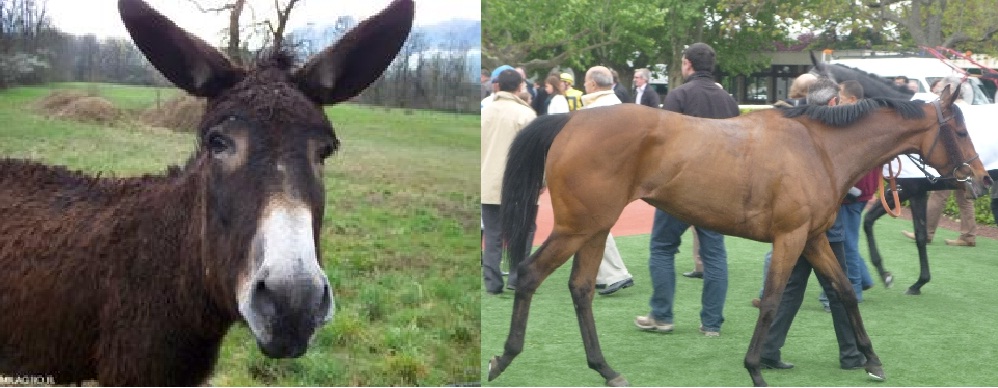 seb jeu: Un âne peut-il devenir un cheval de course?