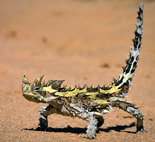 libera parola per tutti: Animali più strani del mondo