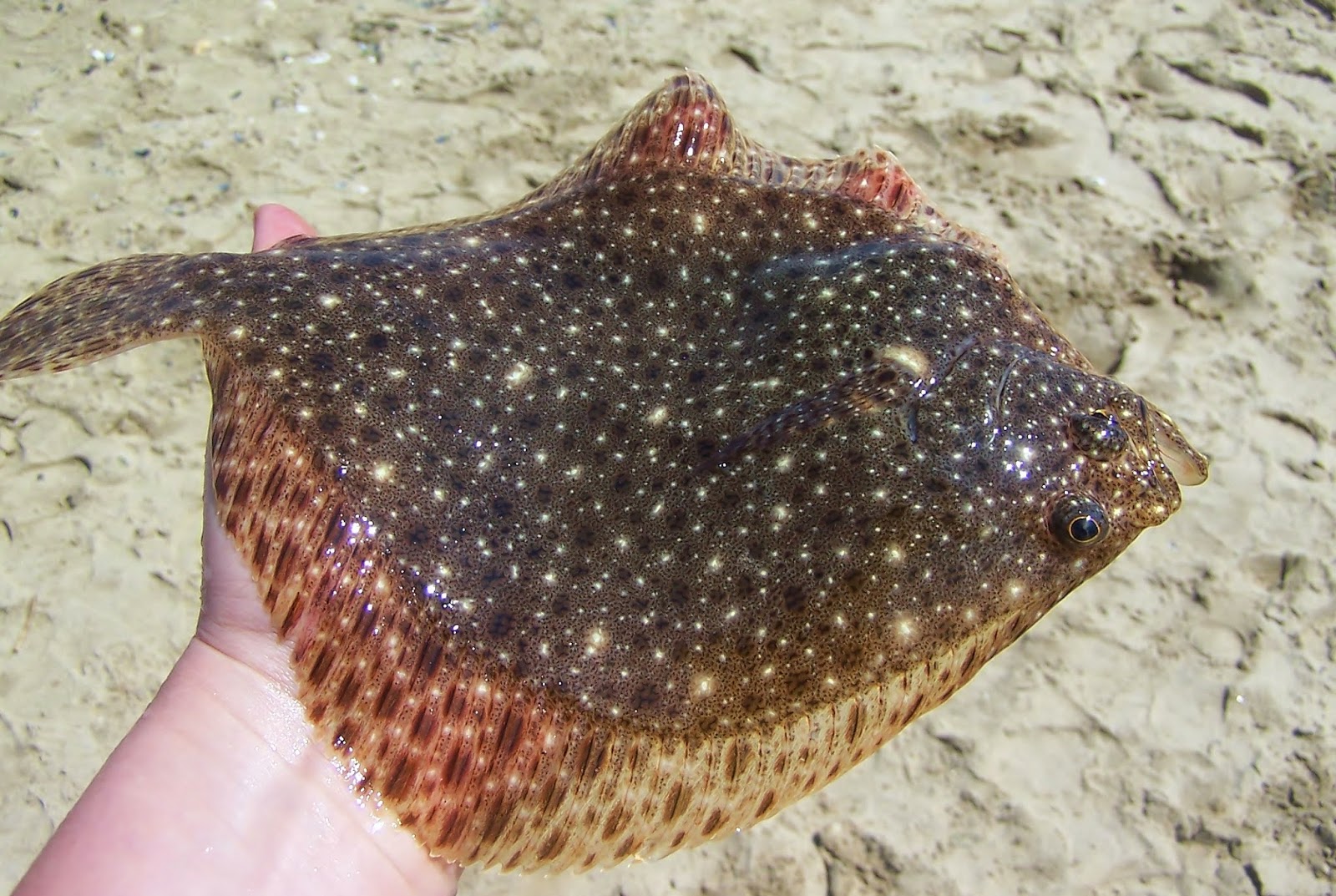 Nature on the Edge of New York City: A See-Through Fish Swims in Local ...