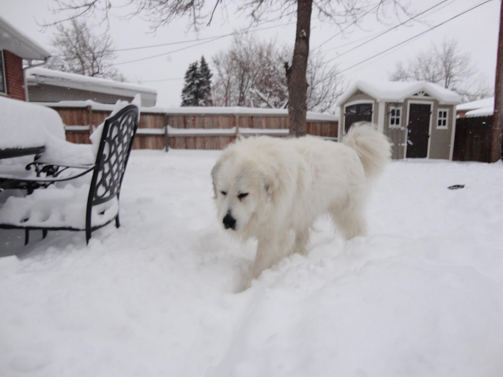 Colorado Great Pyrenees Rescue Community: Snow Days!