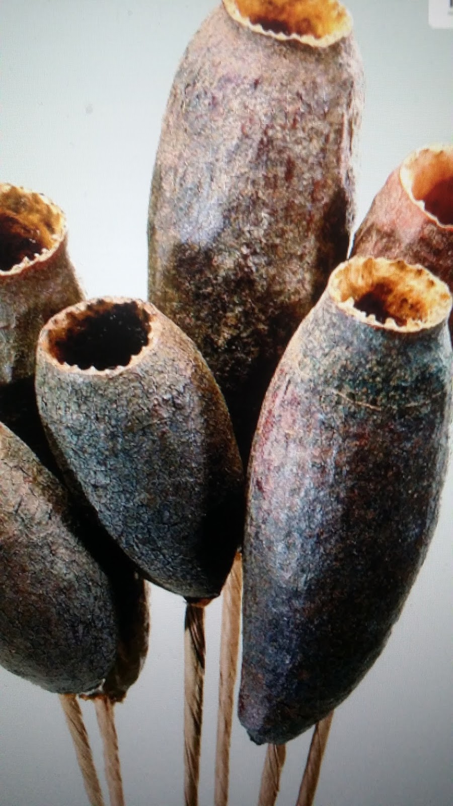 Exquisite dried floral poppyheads, pods & bunches: Dried poppy heads ...