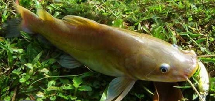 Kabar Gembira untuk Para Pemancing, Wisata mancing Waduk Jatigede ...