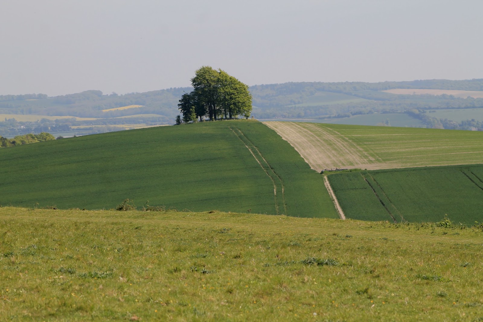 graveney marsh: Wittenham Clumps, Oxfordshire, 10/5