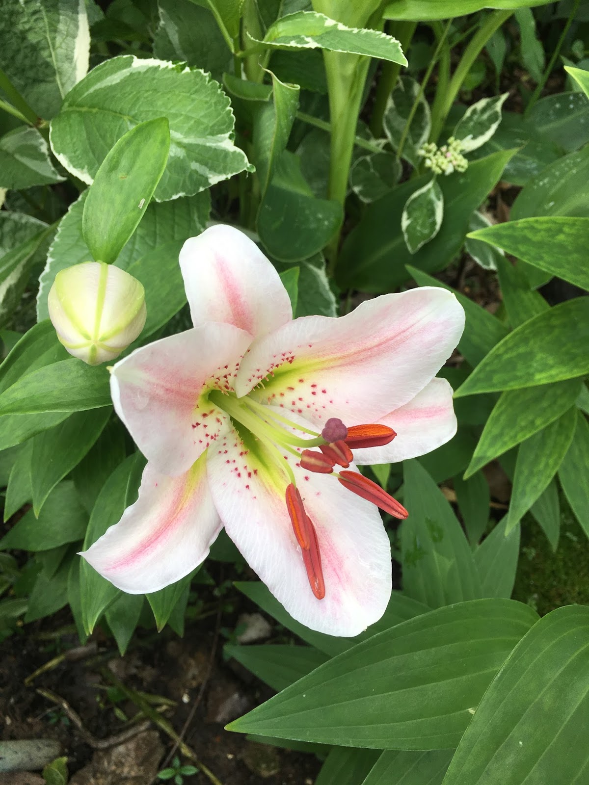 gather: Lily, Lily, Rose