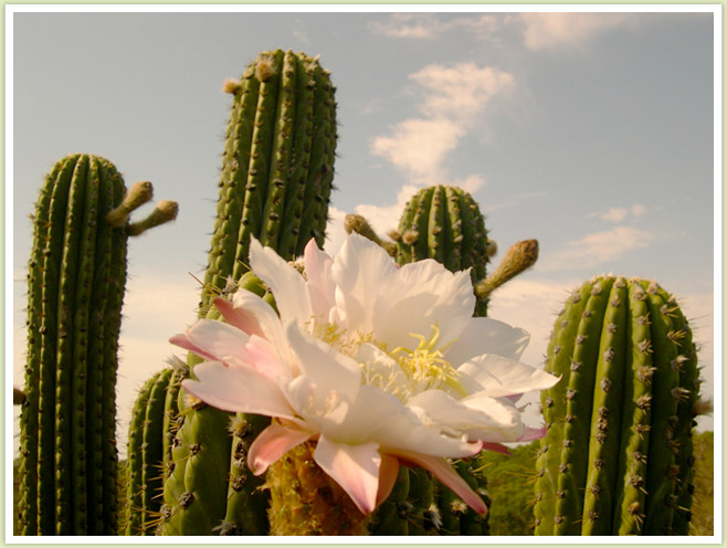 Argentina nativa: Cardón del valle (Trichocereus terscheckii)