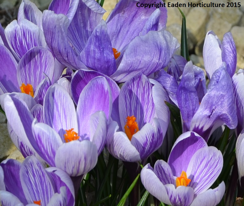 SELECTION OF PLANT IMAGES FROM THE EADEN PHOTOGRAPHIC LIBRARY |The ...