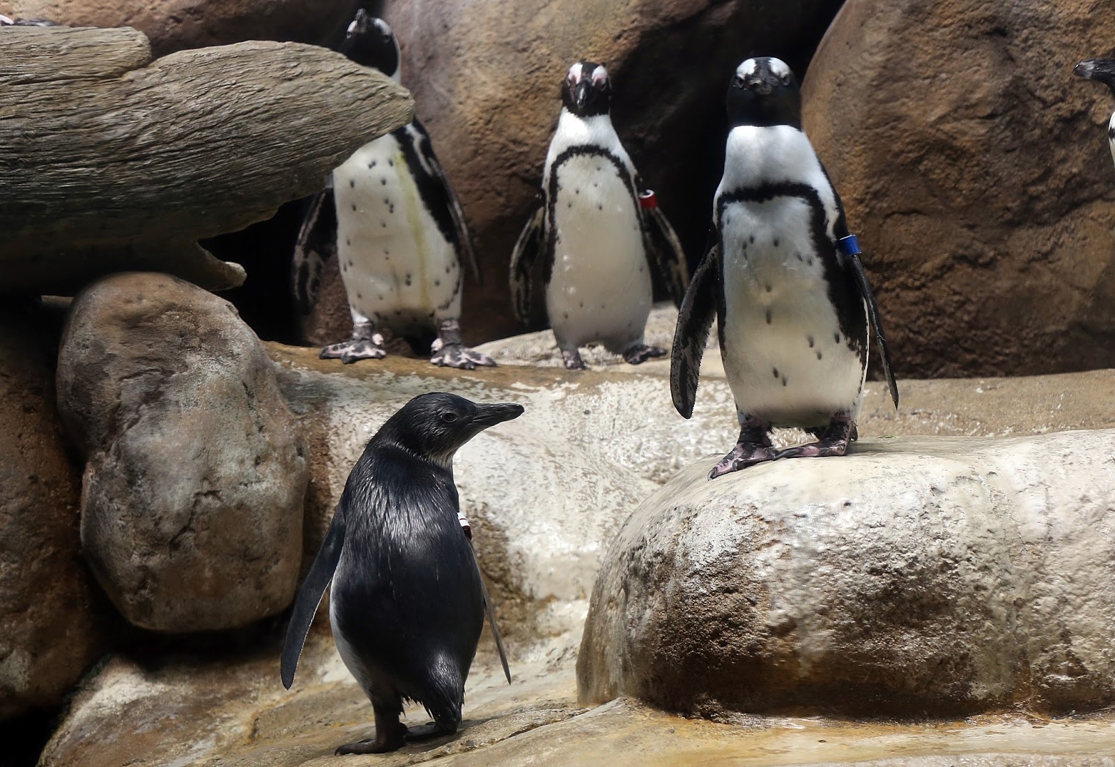 African Penguin Exhibit held in California Academy of Sciences in San ...
