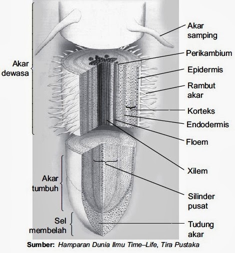 TheStorySoFar-01: Rambutan