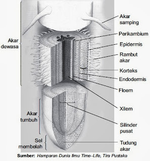 TheStorySoFar-01: Rambutan