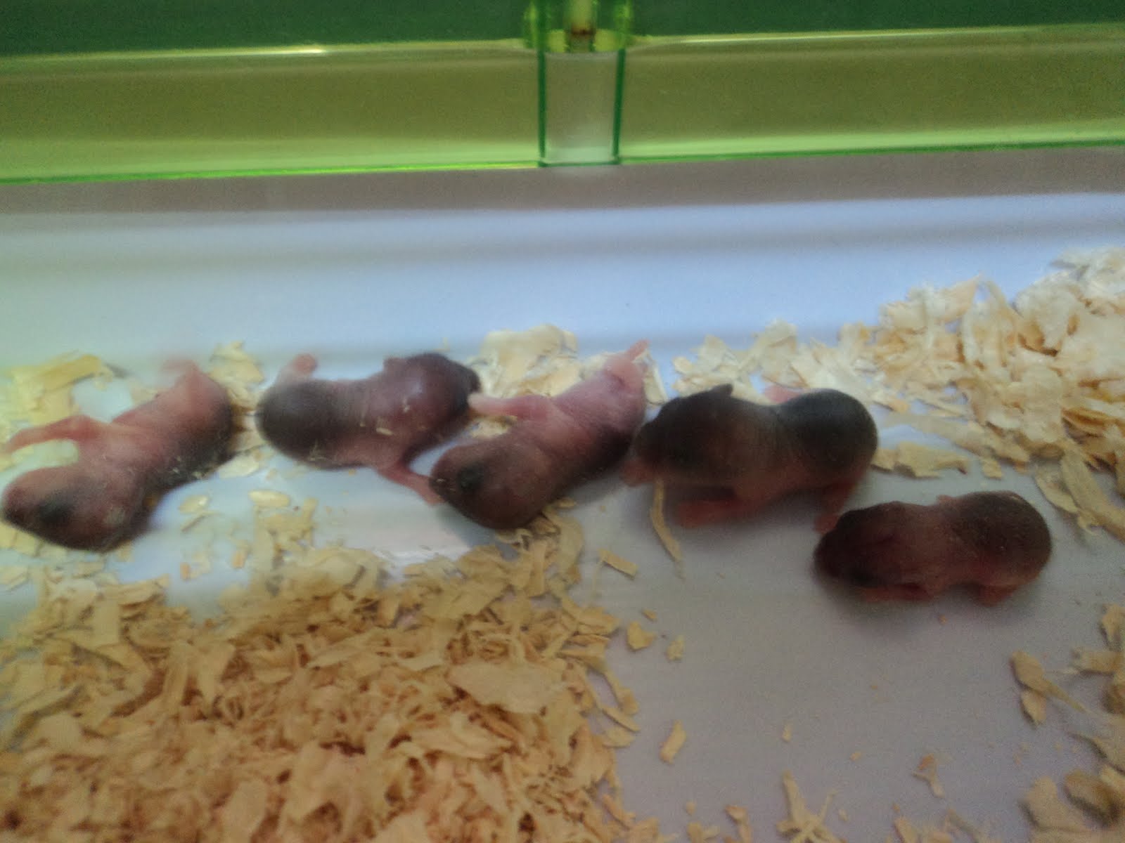 ♥Annie's Wonderland♥: New Born baby hamster