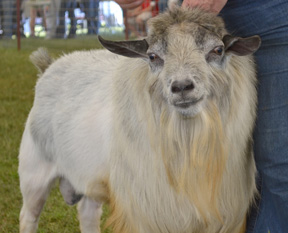 Goat Rancher Update: Myotonic Goat Registry World Grand Champion