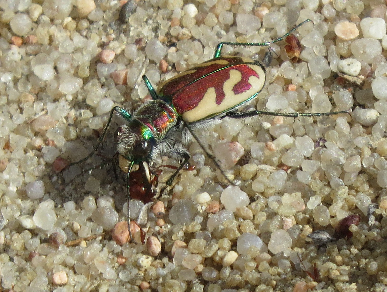 Ant Lion Eating A Ant