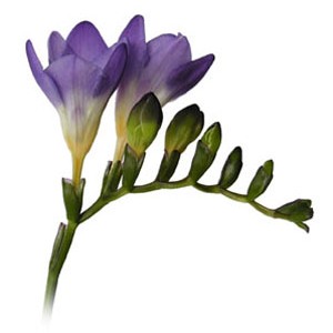 Your Garden Companion