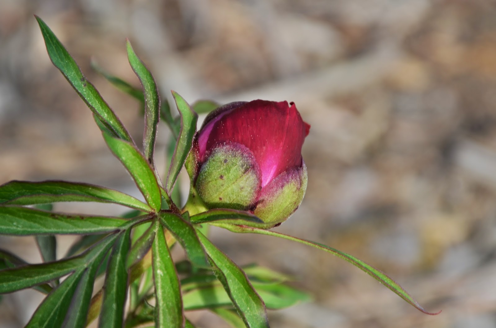 Southern Peony: 2014 First Spring Peony Bloom - Peony 'Early Sout'