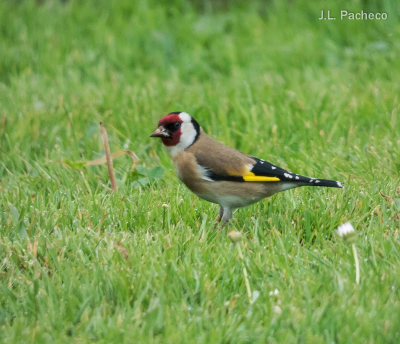 BilboRiando: KARNABA