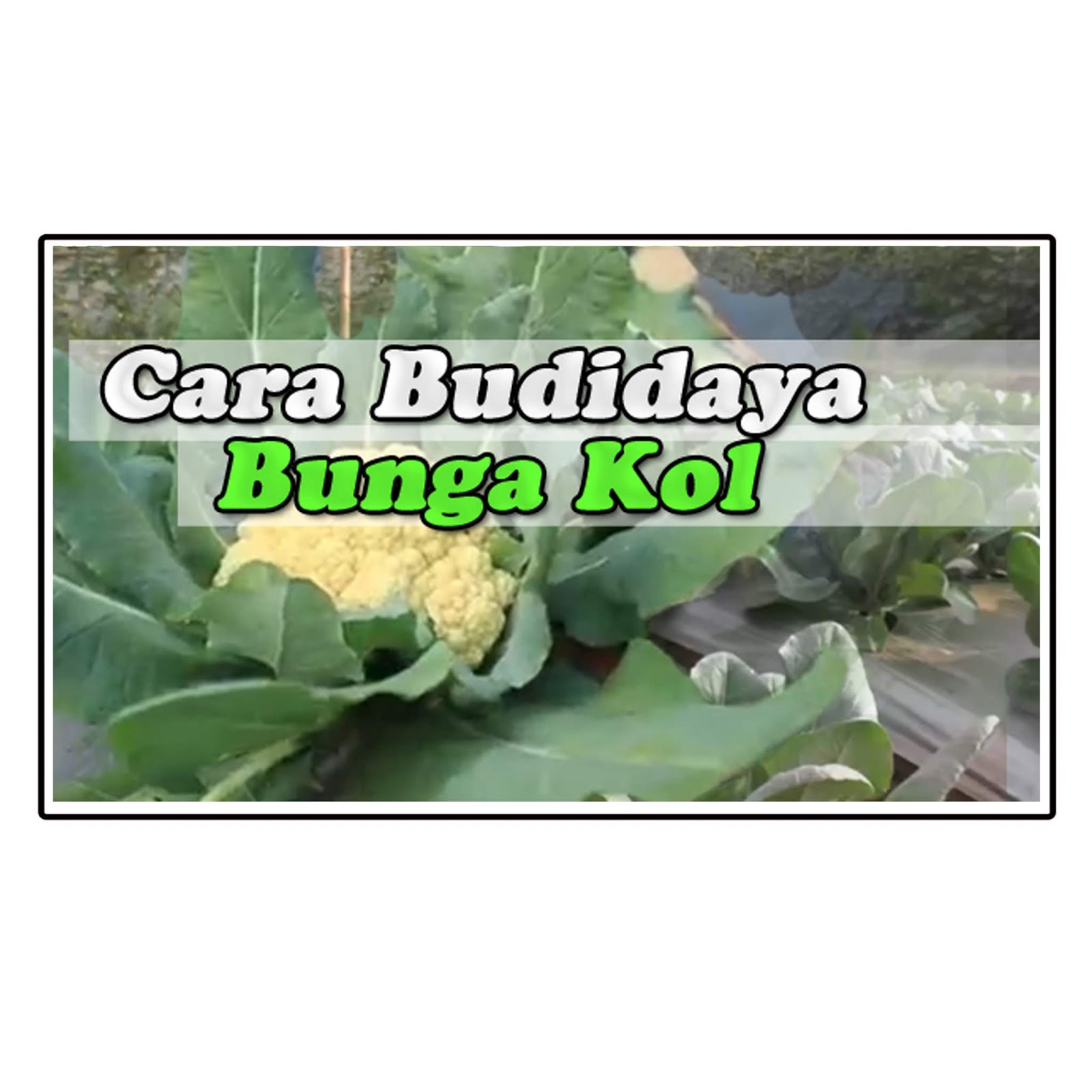 Cara Budidaya Bunga Kol/Kembang kol LENGKAP DENGAN DOKUMENTASI PHOTO ...