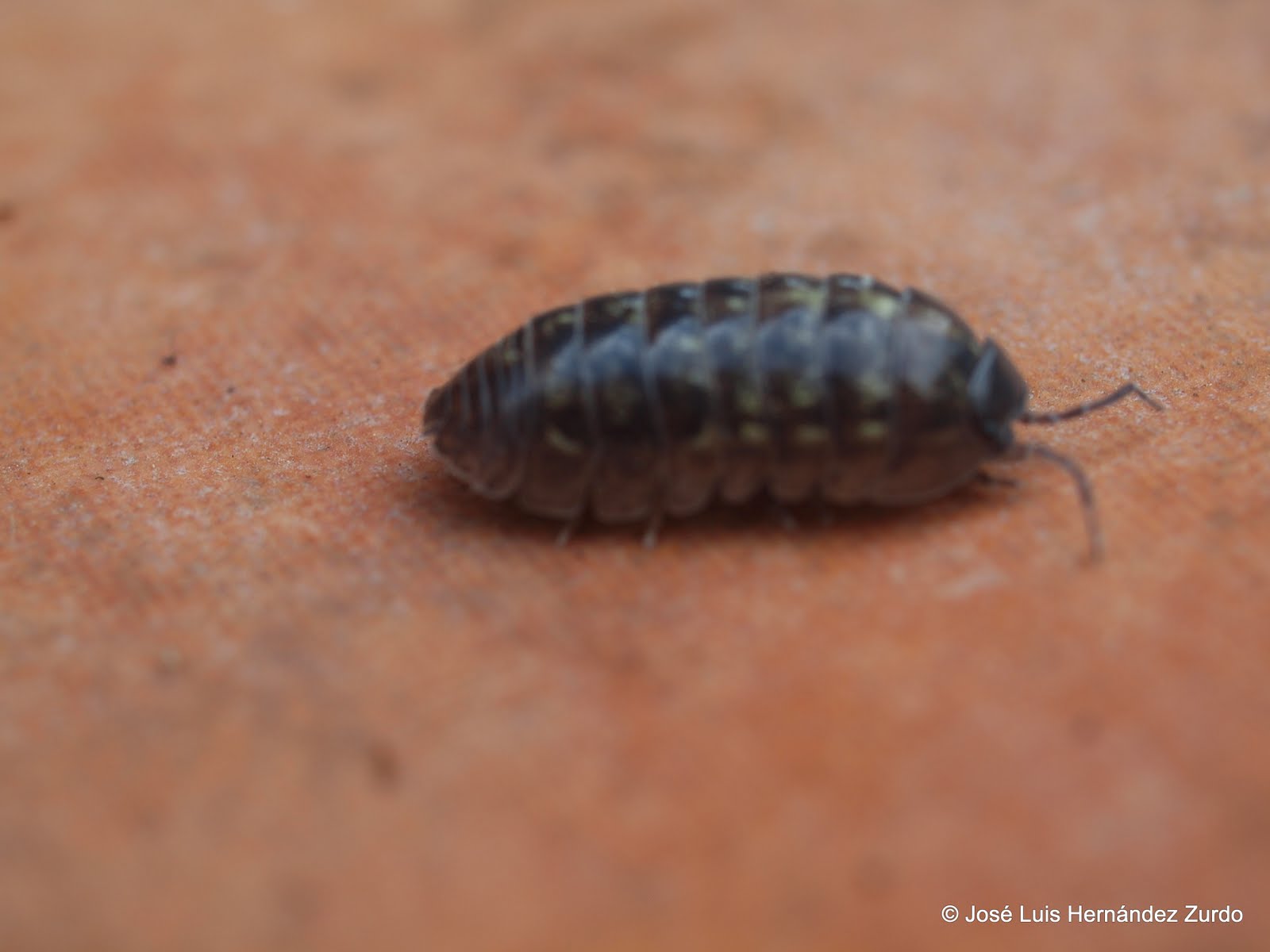 España vista desde mi cámara...: COCHINILLAS DE LA HUMEDAD ...