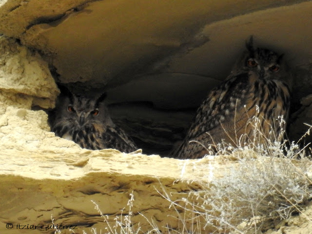 Surcando los Cielos: Búhos Reales, reproducción