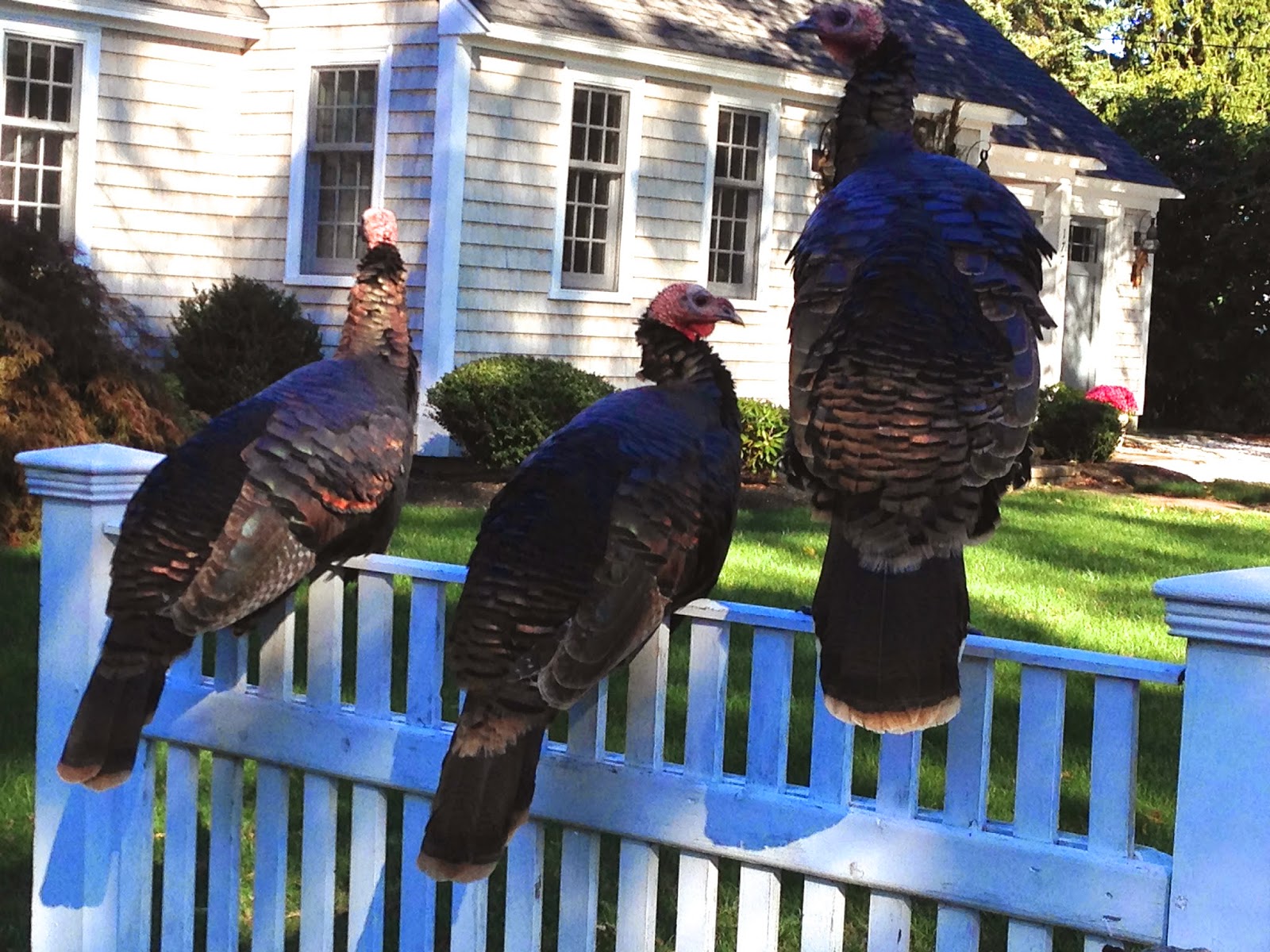 Marash Girl: Walking Along Shore Drive, Falmouth, Massachusetts: Make ...