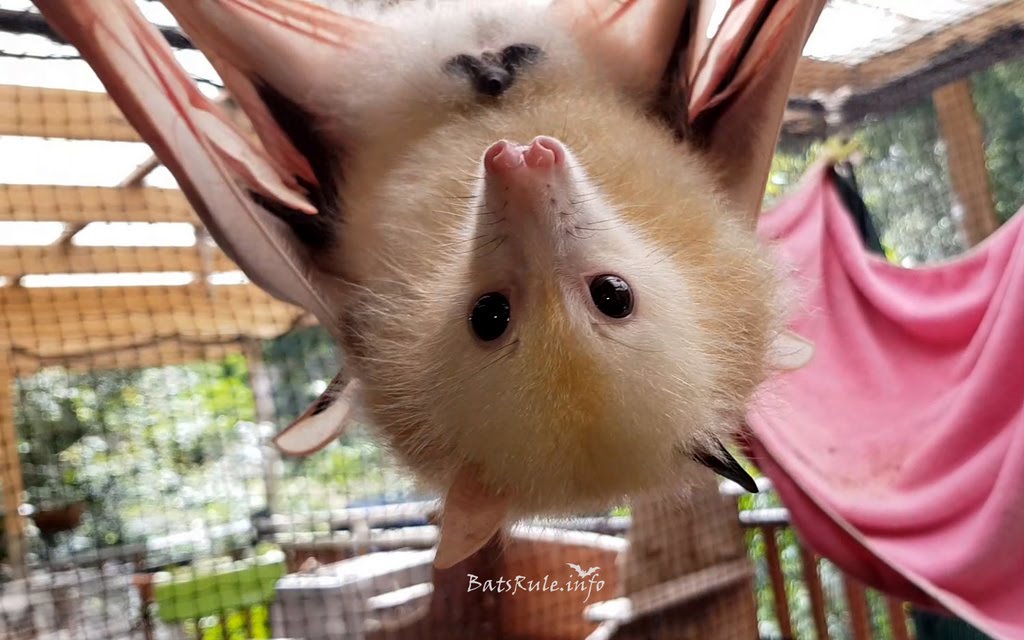 Tal'ngai Dha'run | Megabat | Leucistic Grey-headed (Flying-fox) (Fruit ...