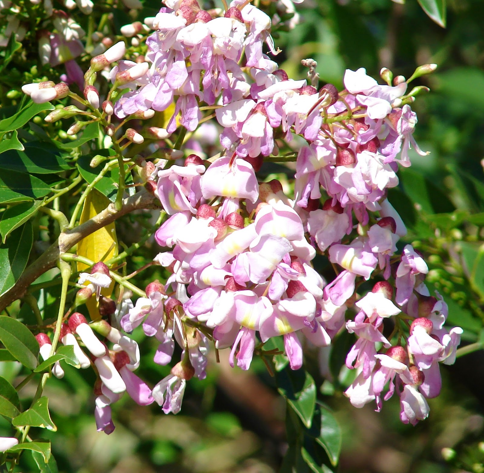 Santa Marta, sus especies vegetales : MATARRATÓN (Gliricidia sepium)