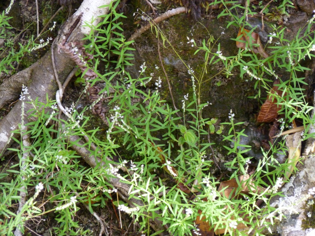 Maui Jungalow: Herb Walk with David Bruce Leonard, Iao Valley February 2009