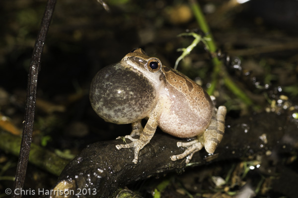 Frog Blog: Texas "Peepers"Spring Peeper vs. Strecker's Chorus Frog