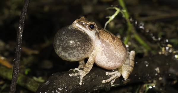 Frog Blog: Texas "Peepers"Spring Peeper vs. Strecker's Chorus Frog