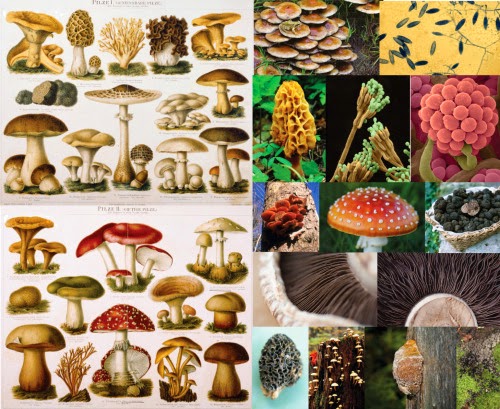 Reinos de Vida...Origen y Reproducción.: Reino Fungi