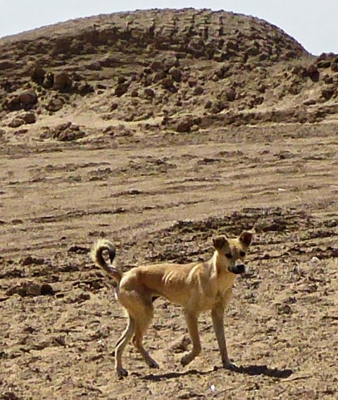 Bondi to the Baltic: Desert animals