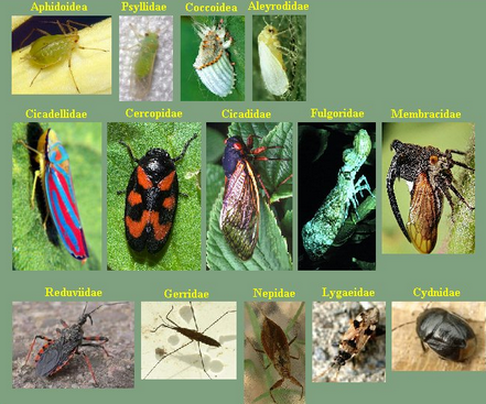 ORDO-ORDO DARI EKSOPTERYGOTA ~ MATERI DAN SOAL IPA UNTUK SMA