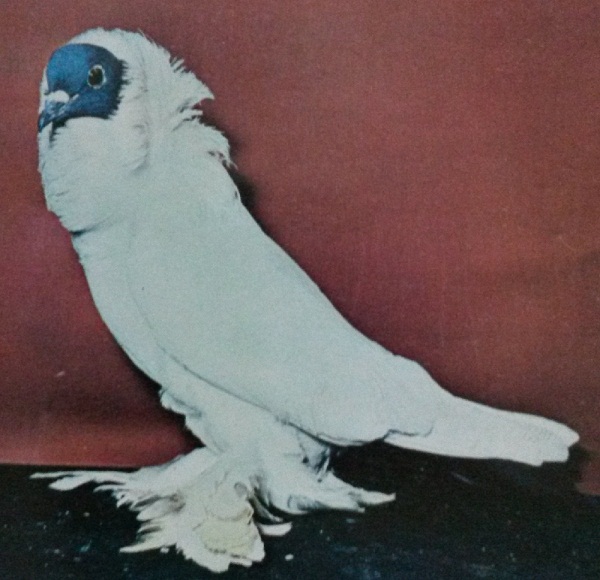 Schmalkalden Moorhead: Mane Pigeon Origin Description Size Colors ...