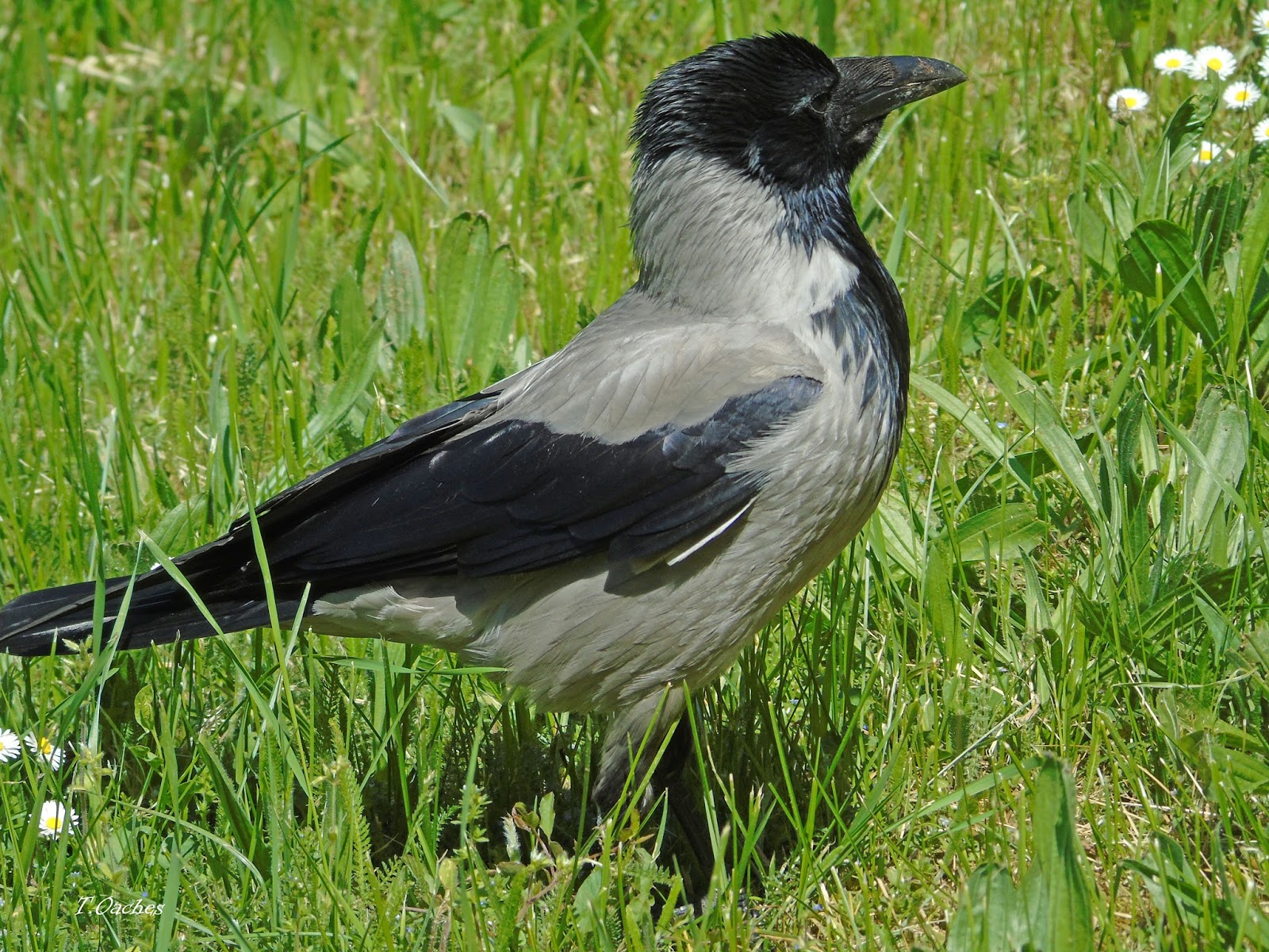 PASARI DIN ROMANIA: CIOARA GRIVA, Corvus cornix