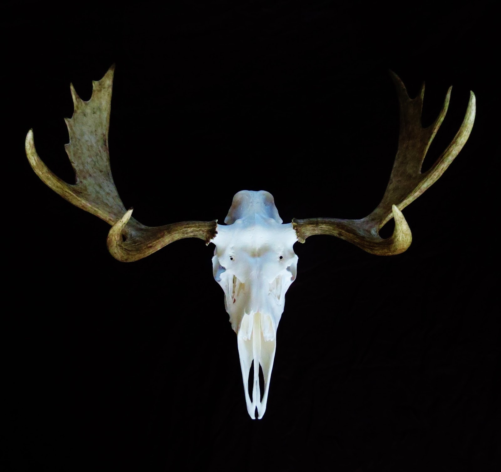 Marsh Taxidermy: Moose, Bison, Large Skulls
