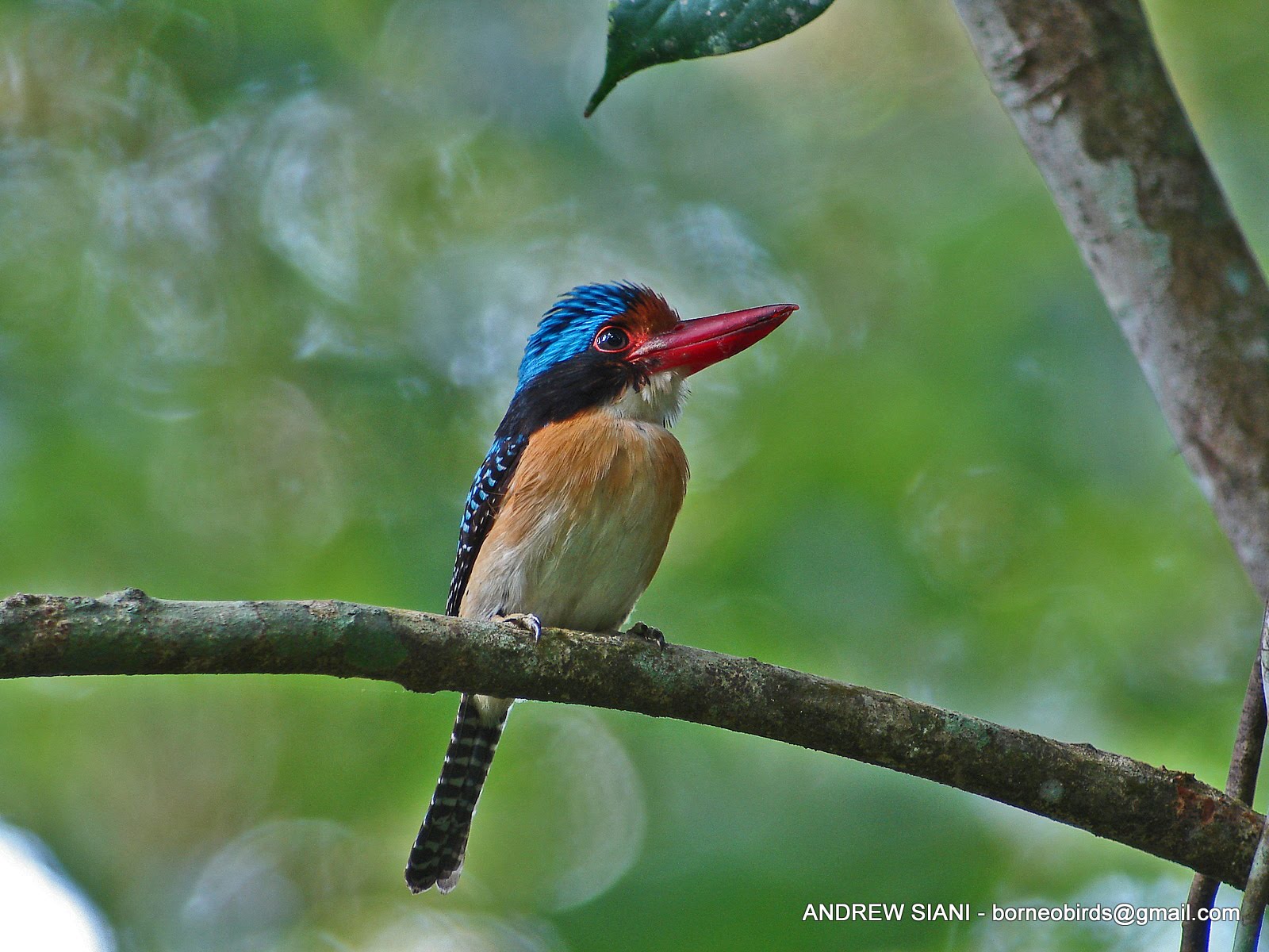 Borneo Avifauna: Banded Kingfisher - Lacedo pulchella