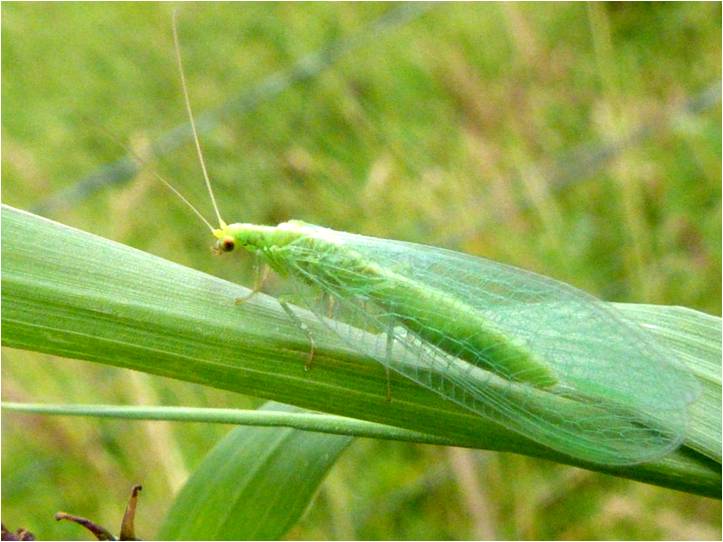 Insects of Scotland: Lacewings/Scorpion Flies