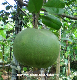 Pamelo, Benefits Of Grapefruit For The Health Of The Body
