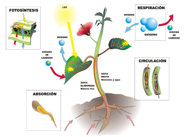 PLANTA COMPLETA - Imagui