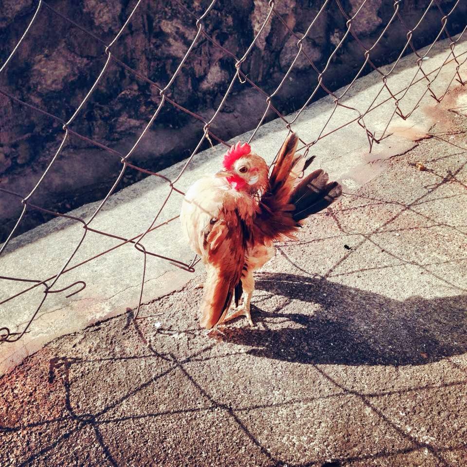 The Yellow King in action (Raja Kuning) | Serama Negeri™