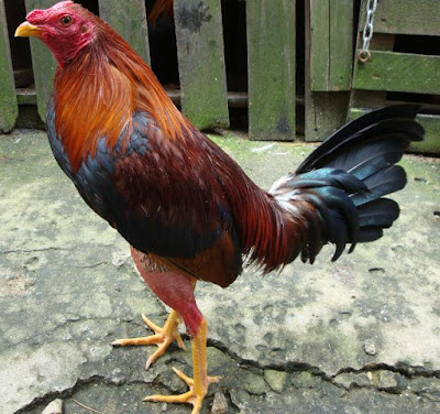 Gallo colorado del criadero los zorro; linea mini alazanes