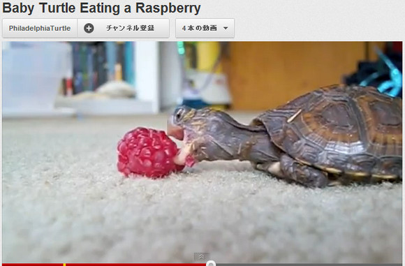 少々、お時間を: 動物その6：動画「子ガメにラズベリー」がカワイすぎ！