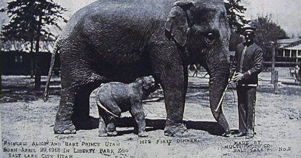 Trouble at the Hogle Zoo