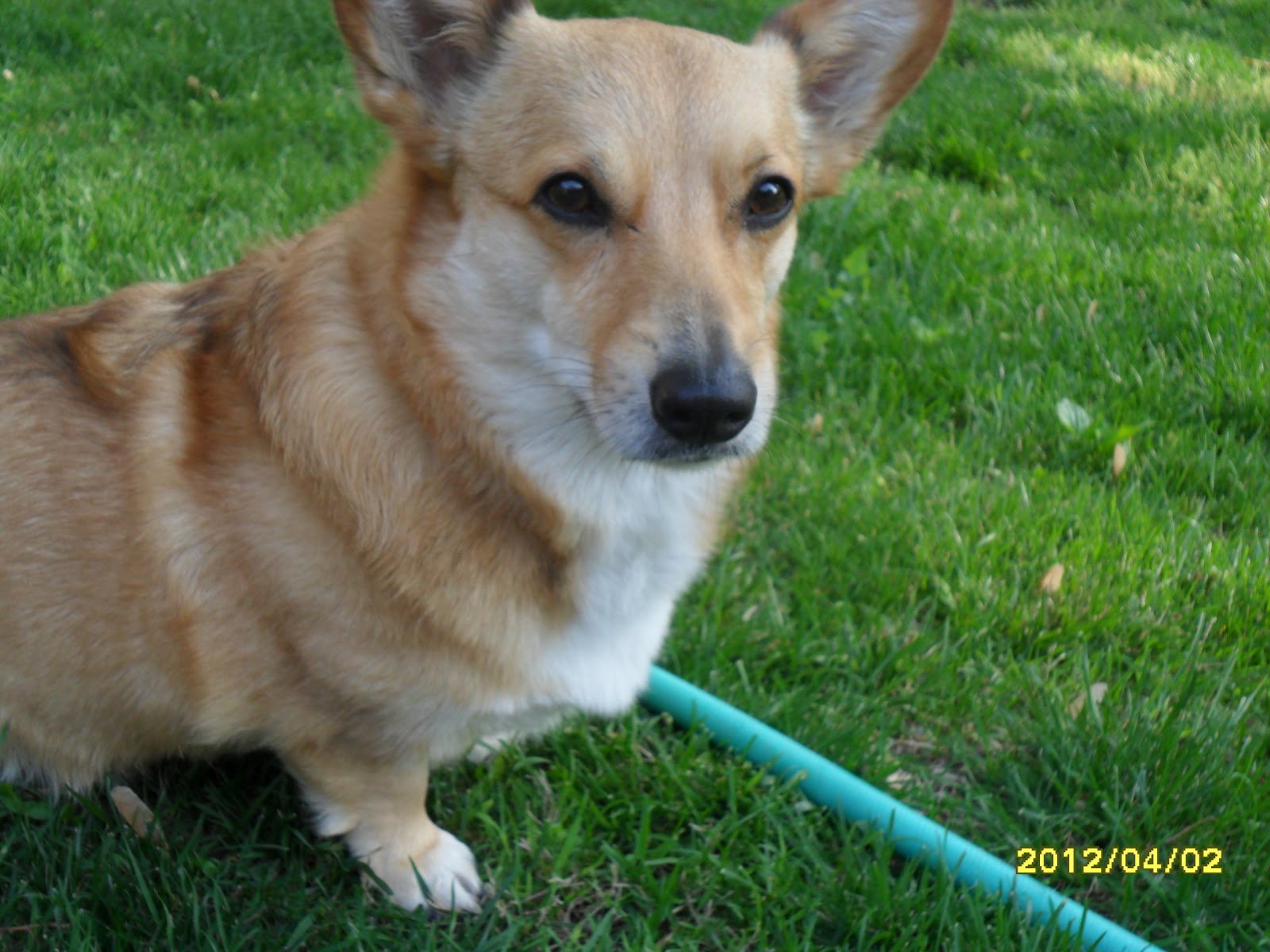 Corgi No Tail: After Grooming Photo Shoot