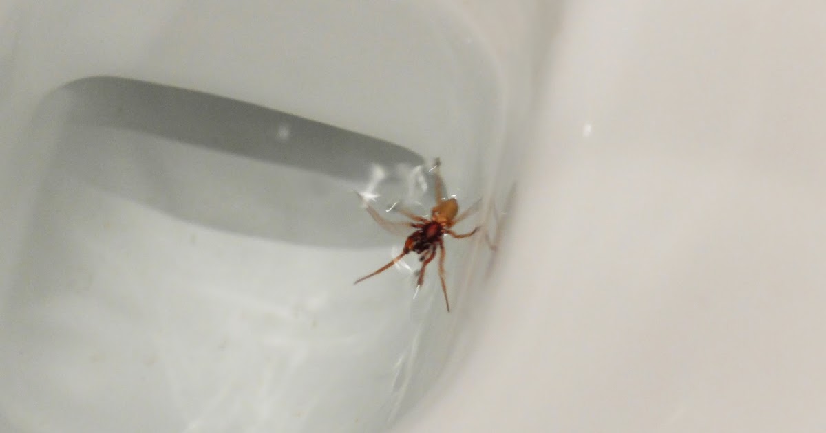 SukiSuki: Operation Rescue Mission - Spider In The Toilet